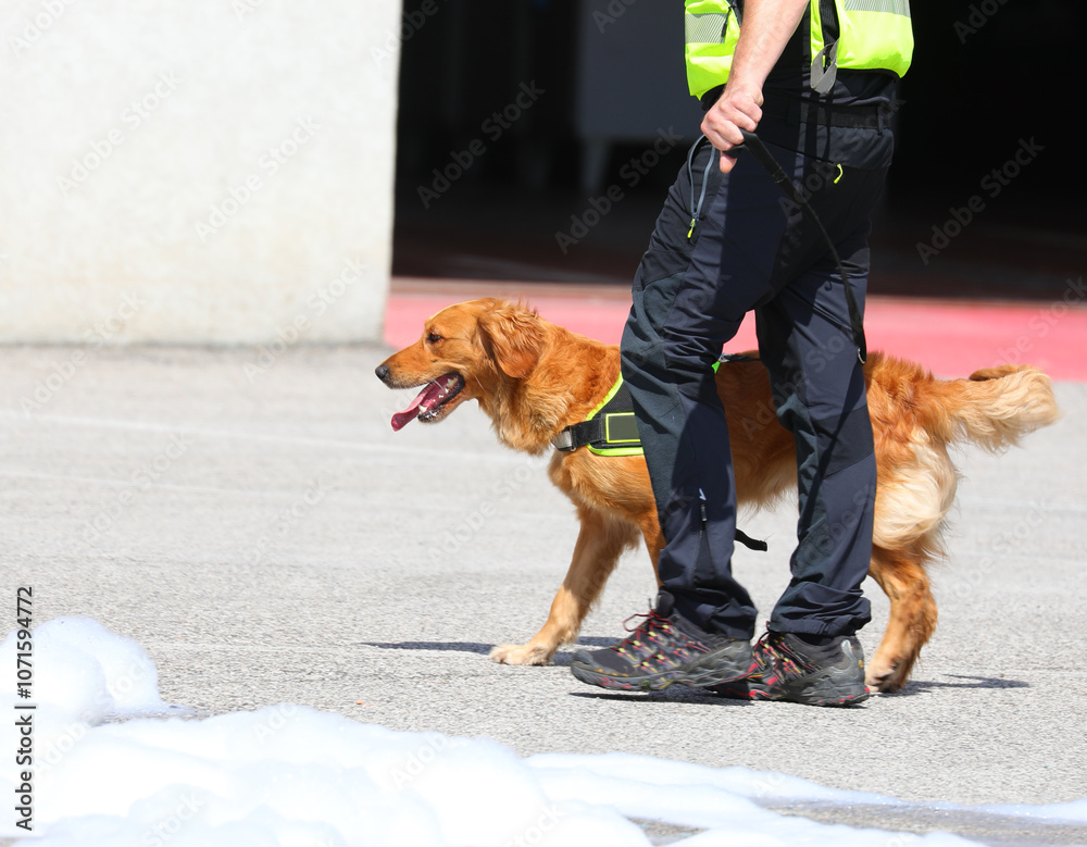 trained search and rescue dog with its handler to locate missing ...