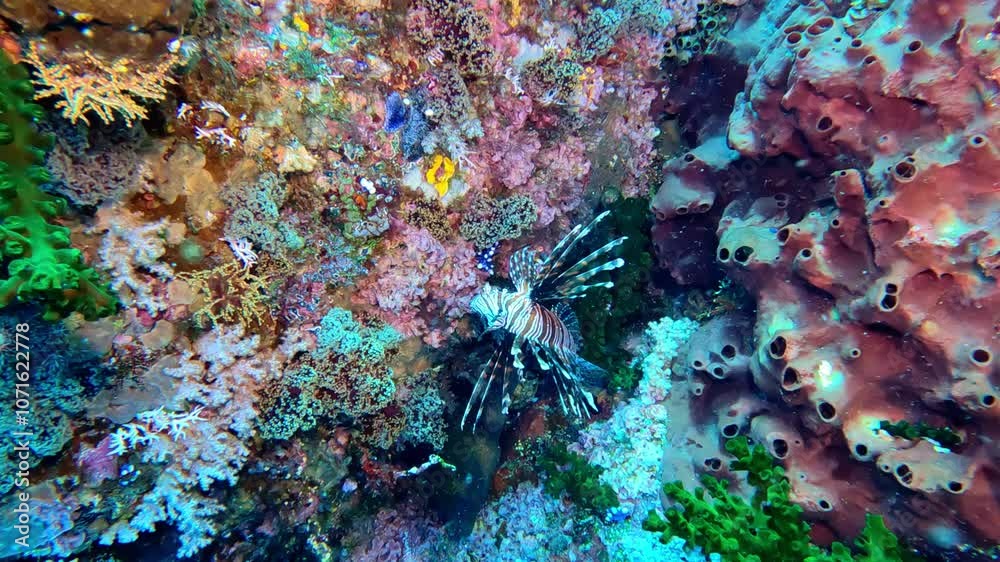 Komodo, Indonesia: Underwater footage of a lion fish in the rich coral ...