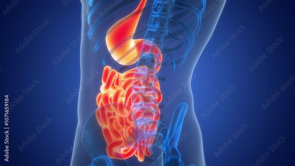 Human Digestive System Stomach with Small Intestine Anatomy Animation ...