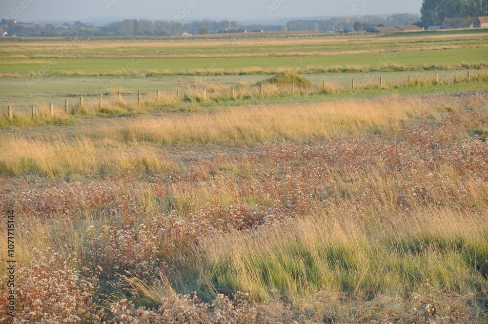 Salt marshes of the bay of Mont Saint Michel Stock Photo | Adobe Stock