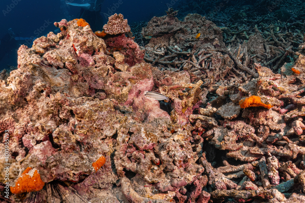 Real coral reef underwater photography marine biology ecosytem with ...