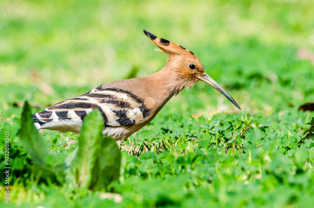 Eurasian Hoopoe or Common hoopoe (Upupa epops) - Hoopoes are colourful ...