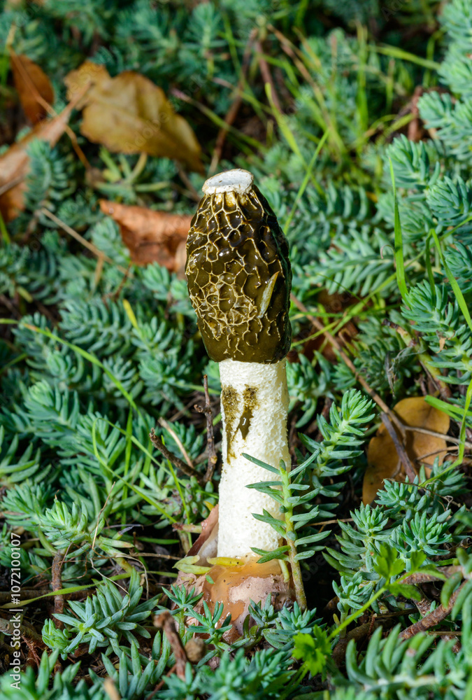 Common stinkhorn Phallus impudicus - ripe spore-bearing medicinal ...