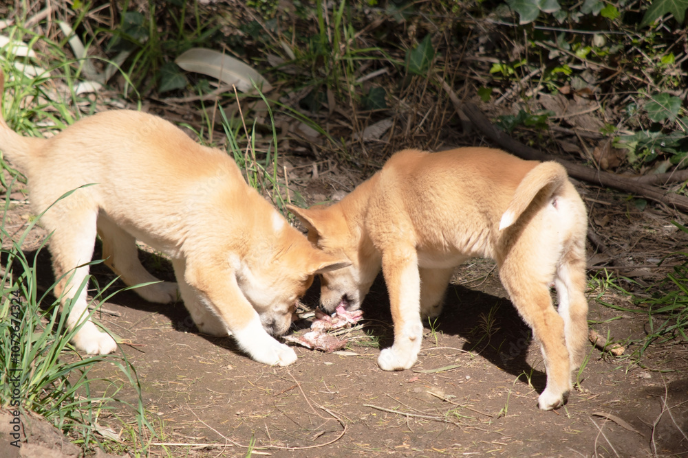 Dingos usually have a ginger coat and most have white markings on their ...