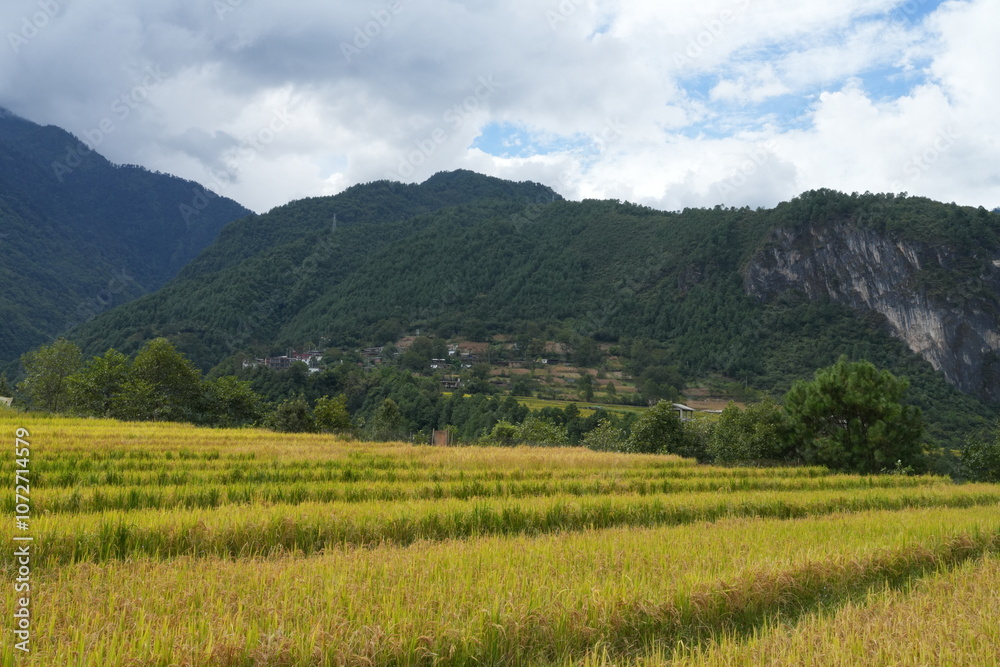 Rice Harvest in a Tibetan Village Local Tibetan farmers are harvesting ...