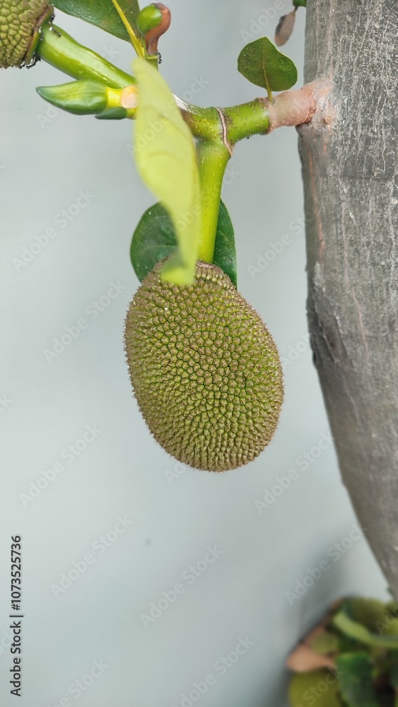 Jackfruit or Artocarpus heterophyllus, tropical tree .It has thick and ...