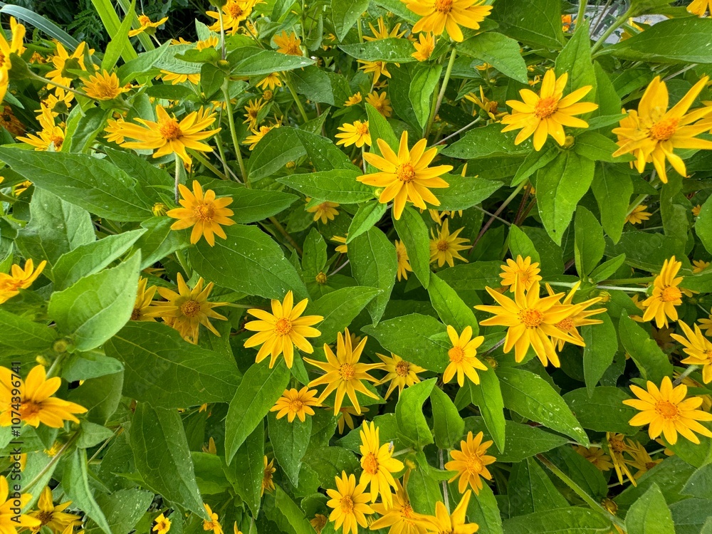Melampodium or butter daisy flowers in the garden. The flowers of ...