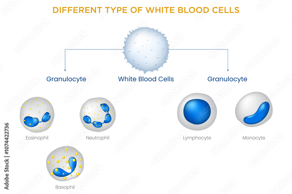 Poster Types of White Blood Cells Neutrophils, Lymphocytes, Monocytes ...