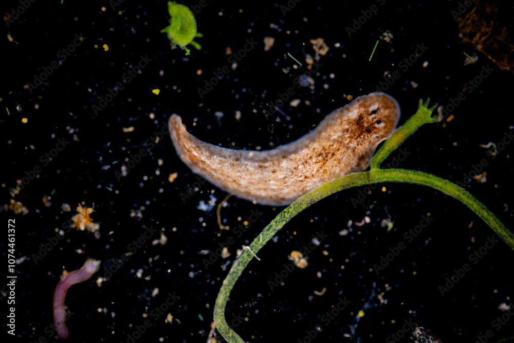 Póster Planarian parasite (flatworm) under microscope view. – Cuadro ...