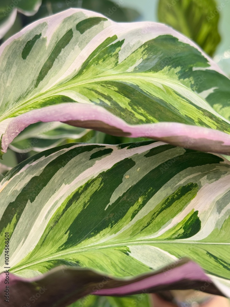 Calathea natural contrast pattern on leaves. Calathea , striped or ...