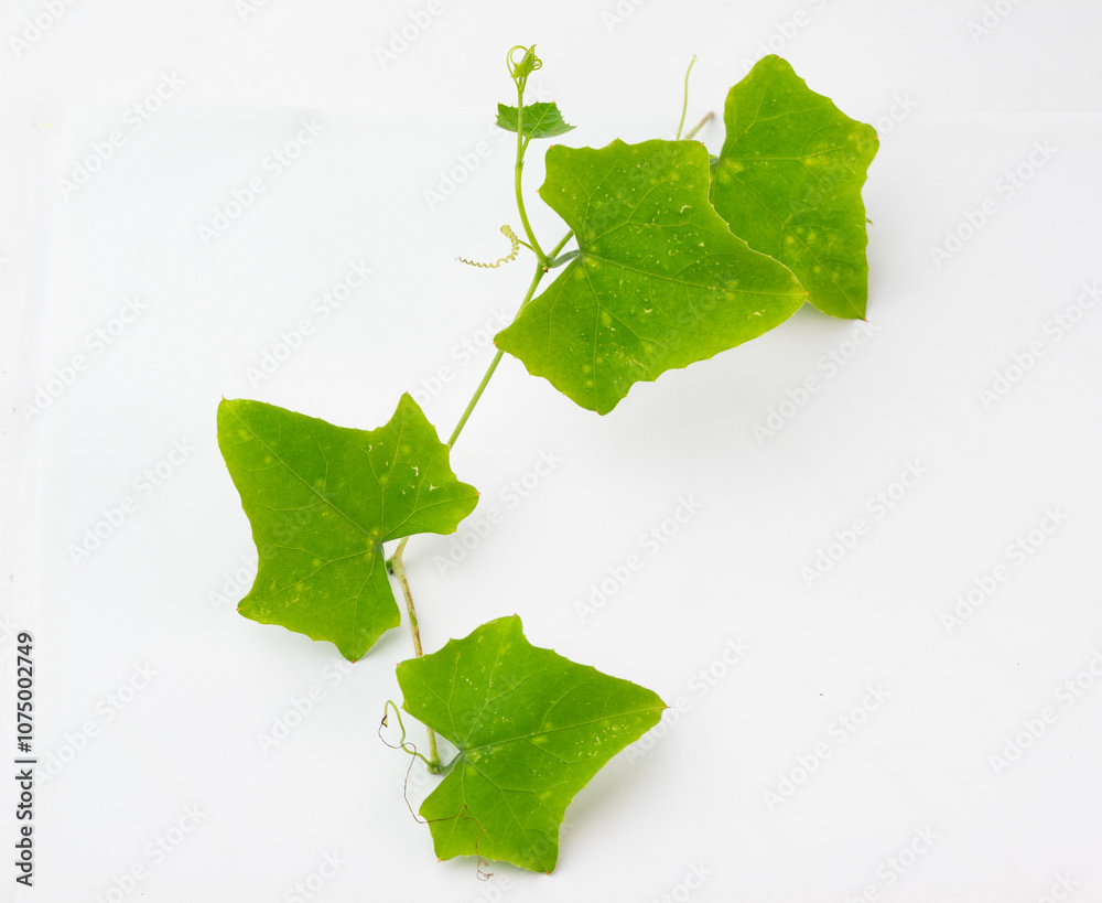 Bunch of Ivy Gourd Leaves Isolated on White Background. Green leaves ...