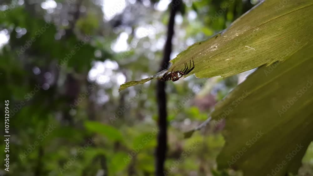 4k view of Elegant Golden Jumper (Chrysilla volupe) resting on a leaf ...