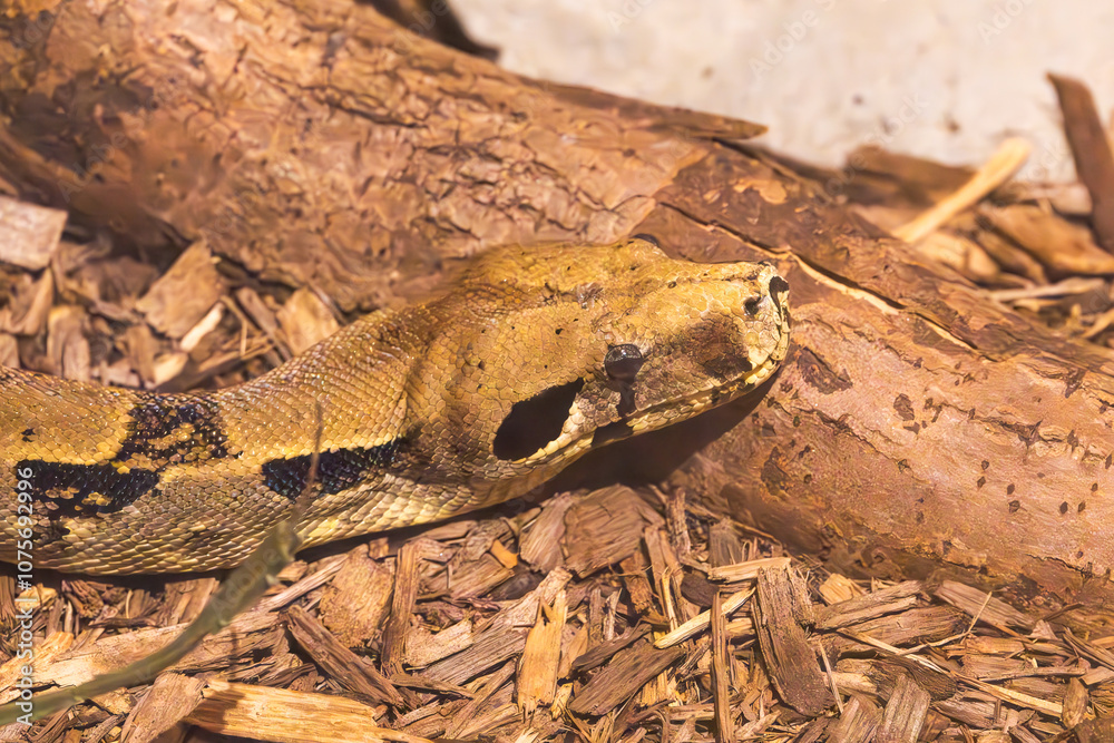Red-tailed Boa or Boa Constrictor resting its head on a log at the zoo ...