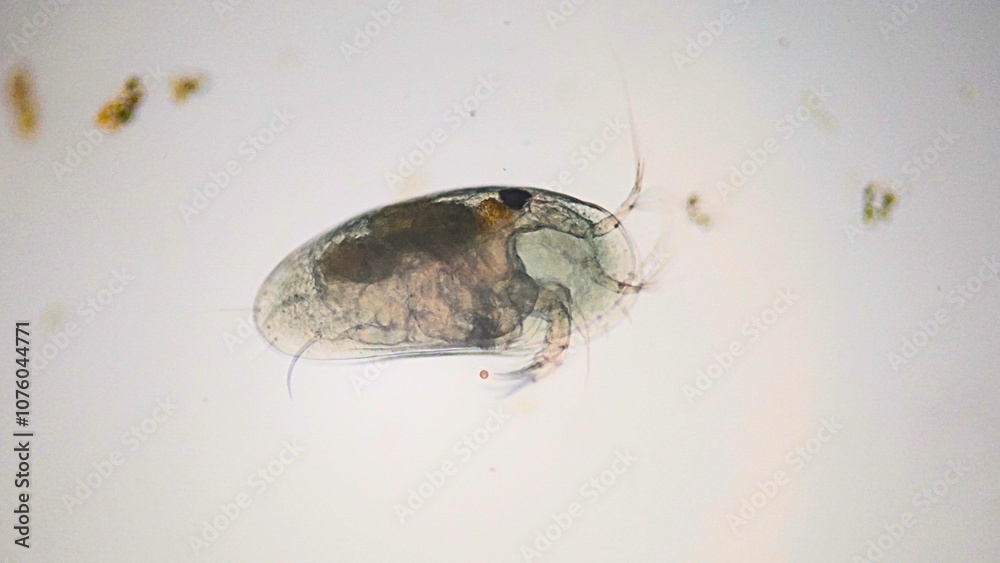 Daphnia, or water fleas, have an overall shape resembling a boat, with ...