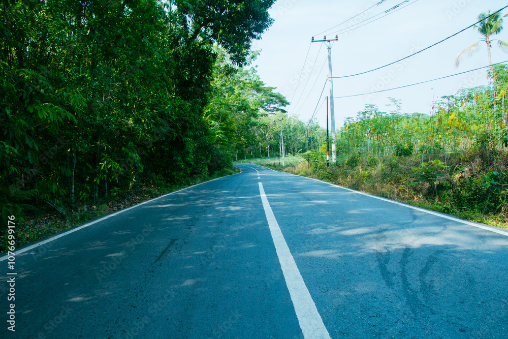 white line asphalt road corridor with surrounding dense trees and ...