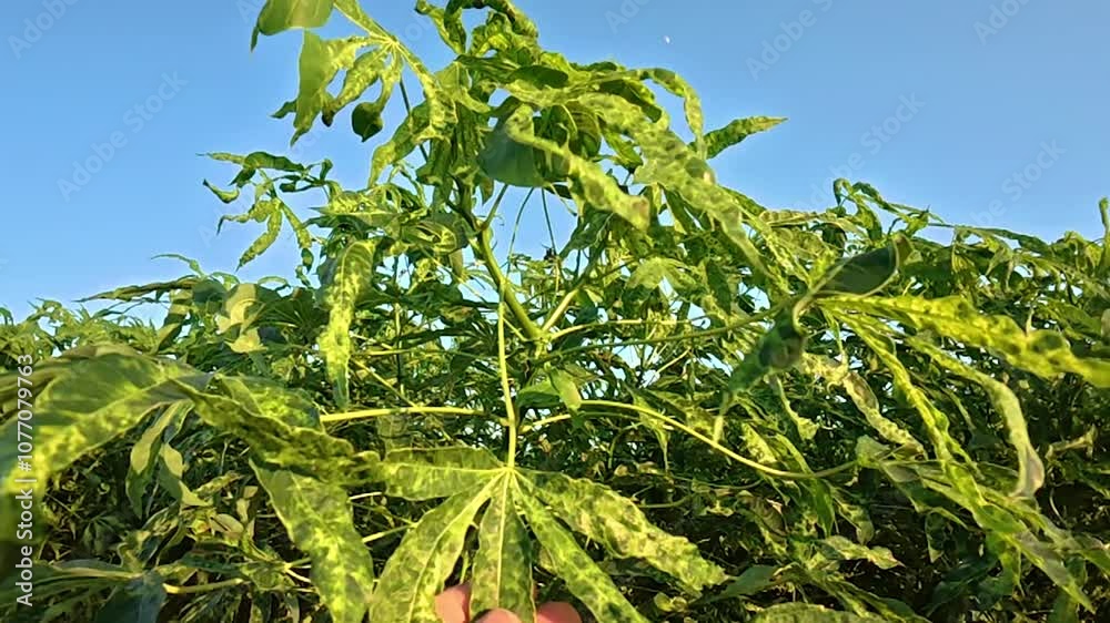 Cassava Leaf Disease: Close-up view of cassava leaves exhibiting signs ...