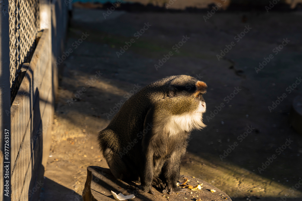 De Brazza's monkey sitting on a tree stump in a zoo enclosure with ...