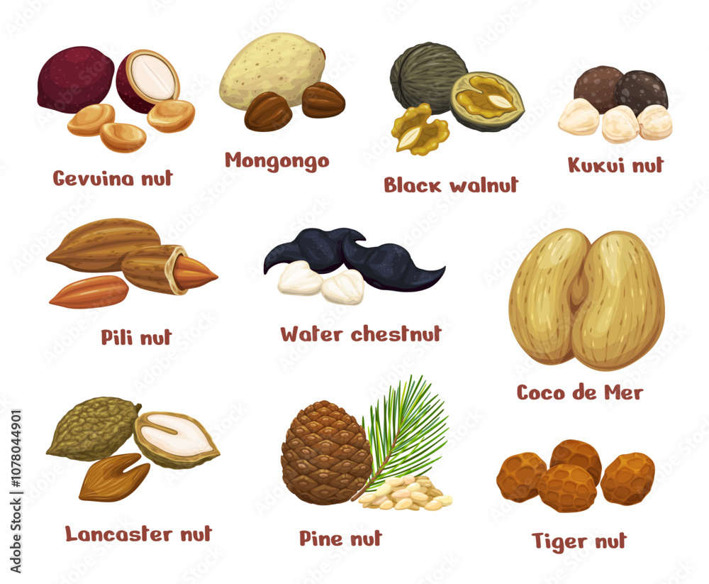 Cartoon uncommon, unusual and unique nuts, vector food. Black walnut ...