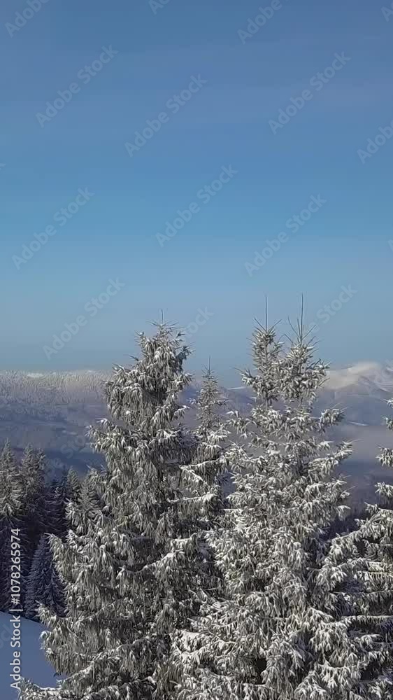 Tall, snow-dusted trees stand tall against a stunning winter backdrop ...