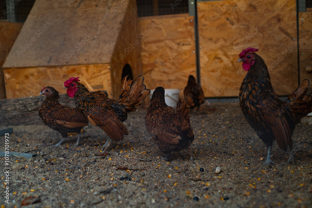 Farm-raised dwarf chickens in a nature reserve, showcasing rare and ...