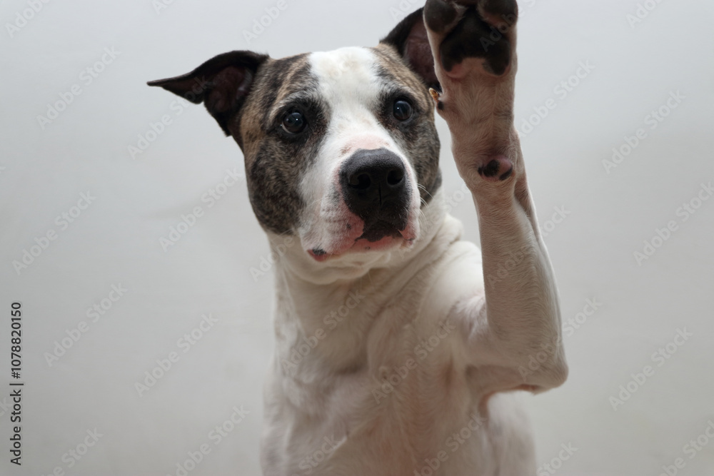 A dog raises its paw toward the camera, showing a curious and playful ...