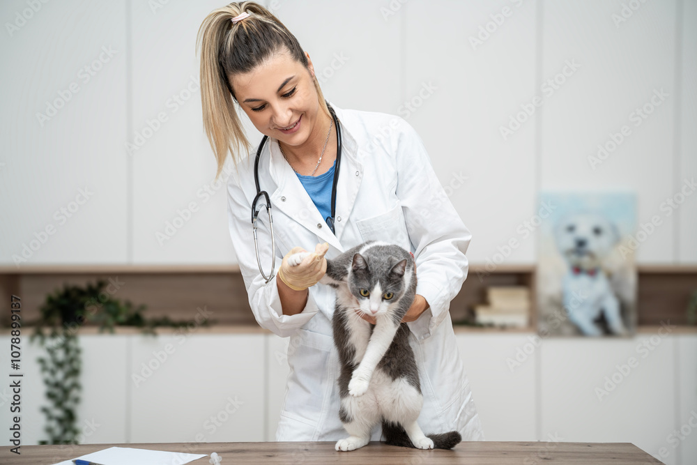 Handsome young veterinarian woman examining a beautiful white and gray ...