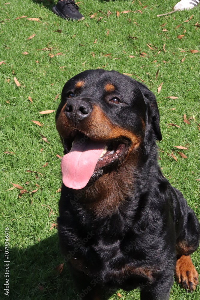 Cachorro: perrito, cría, animalito, bebé de perro | puppy, young dog ...