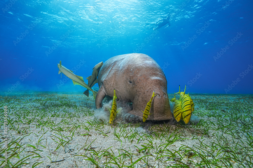 Poster Dugong (sea cow) at Marsa Mubarak, Red Sea, Egypt – Wall Art ...