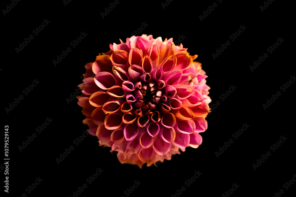 Rosey Red Dinner plate Dahlia. A beautifully formed bloom of the ...