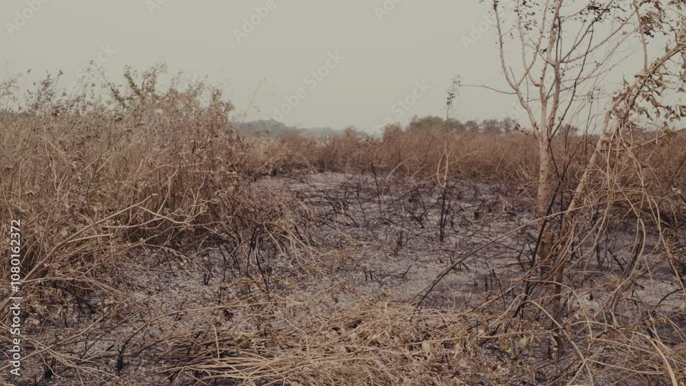 Arid and devastated landscape, with burned plants and dry vegetation ...