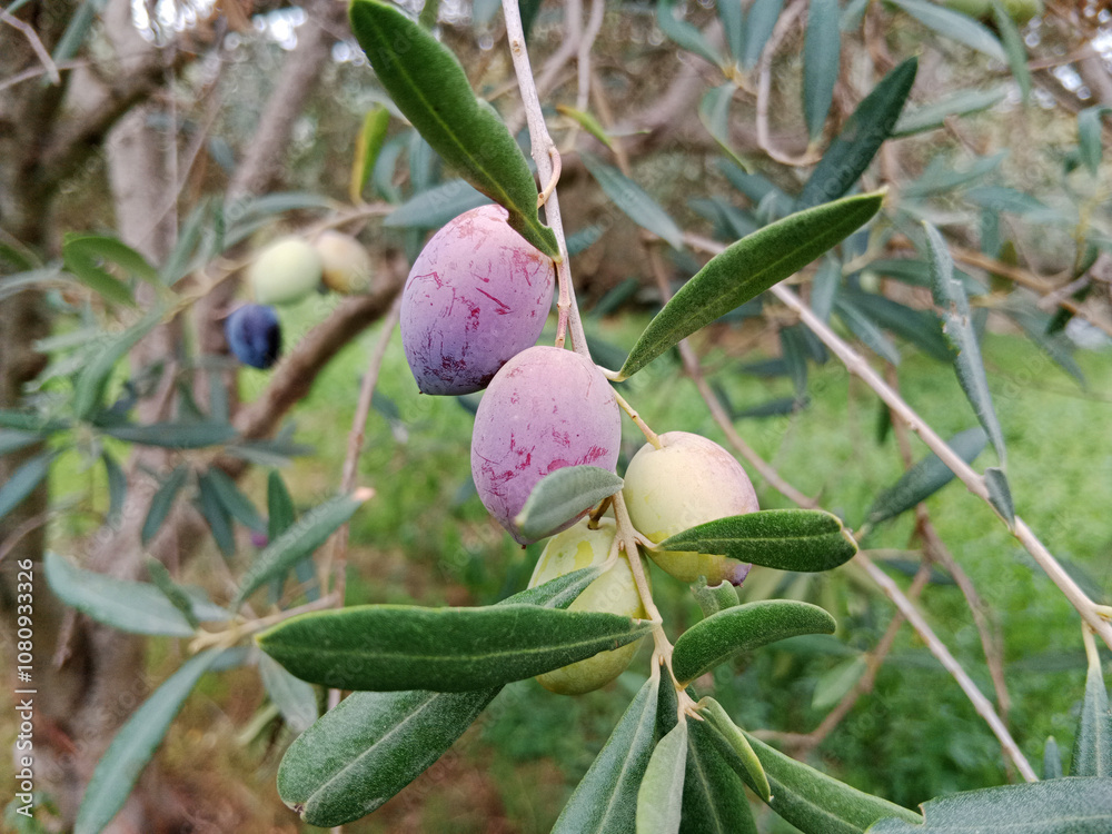 Poster branches of an olive tree with many fruits of different stages ...