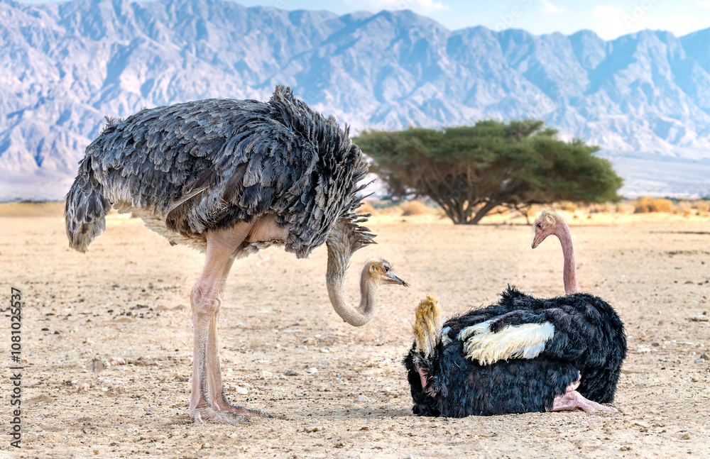 African ostrich. Female (gray color) and Male (black color) of African ...