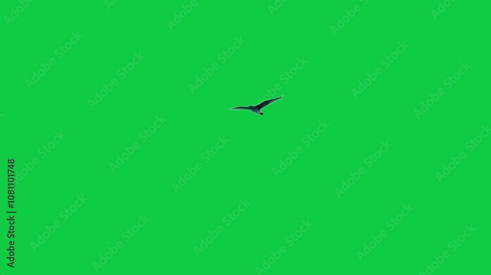 alone a single bird flying on sky real bird green screen eagle flying ...