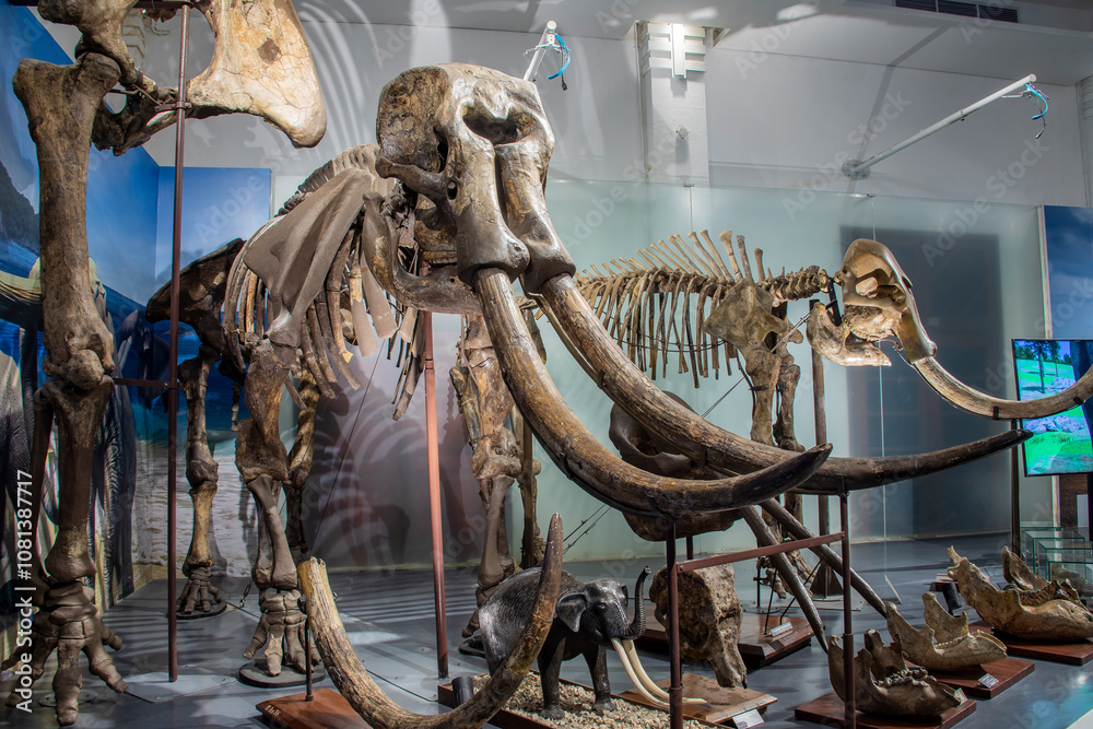 Bandung Indonesia 2nd Nov 2024: the fossil of Stegodon trigonocephalus ...