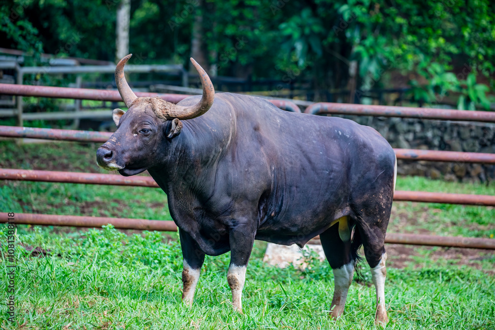 the closeup image of Banteng. It is a species of wild cattle found in ...
