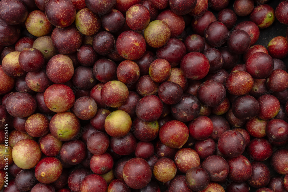 CAMU CAMU, AMAZONIAN FRUIT THAT GROWS ON THE BANKS OF RIVERS, DELICIOUS ...