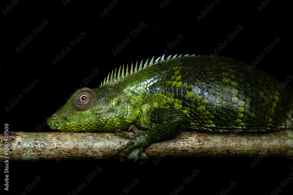 Calotes nemoricola, the Nilgiri forest lizard, is an agamid lizard ...