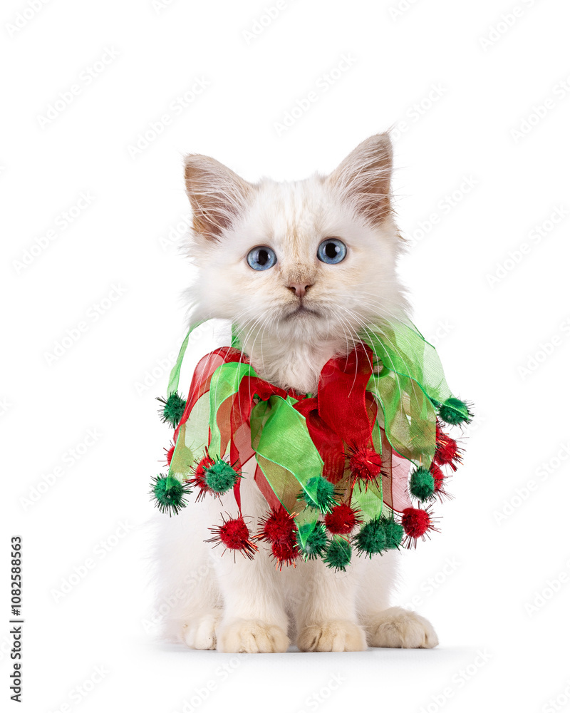 Cute red point Sacred Birman cat kitten, sitting up facing front and ...