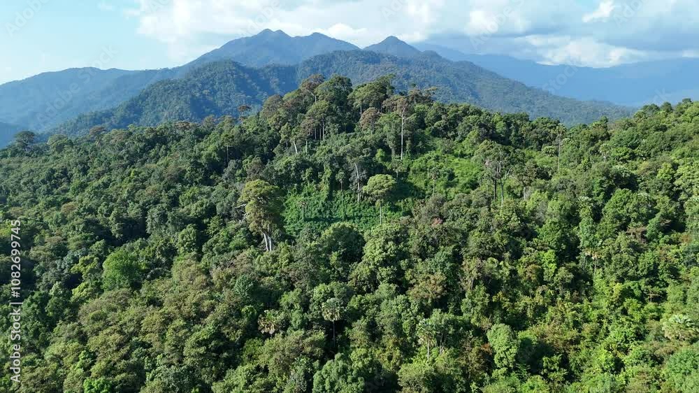 Aerial view of a forest full of large trees with a mountain backdrop ...