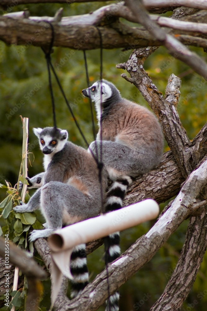 Two ring-tailed lemurs sit on a thick tree branch, one foraging for leaves while the other ...
