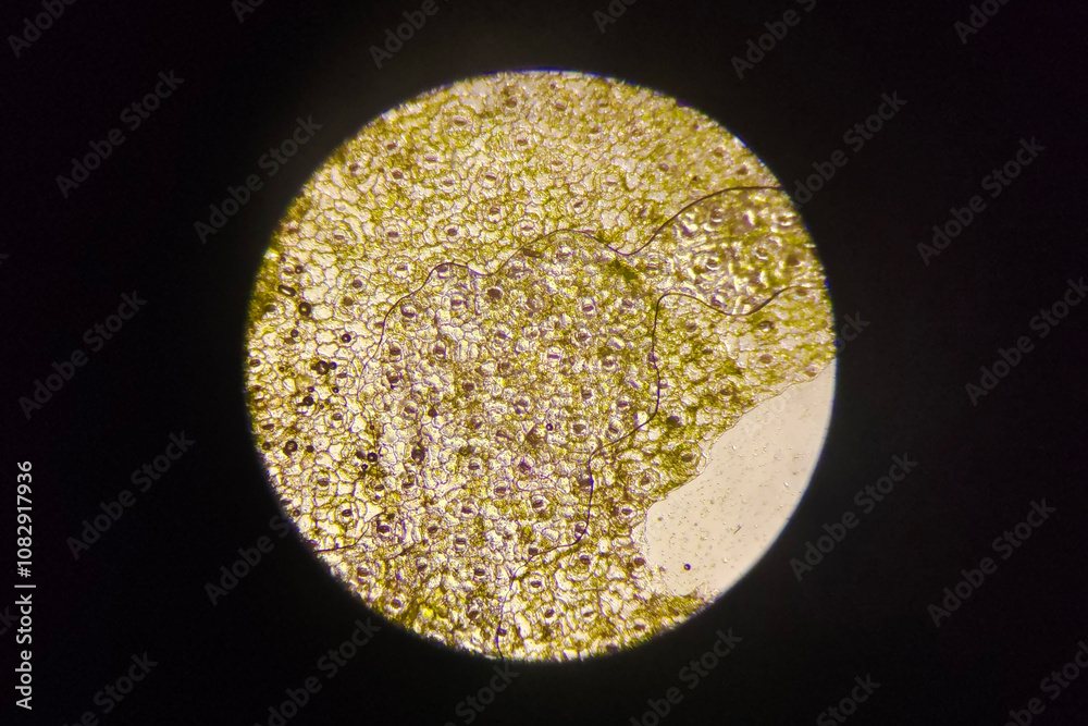 Green Plant Cells Under Microscope. Chloroplasts in Plant Cells ...