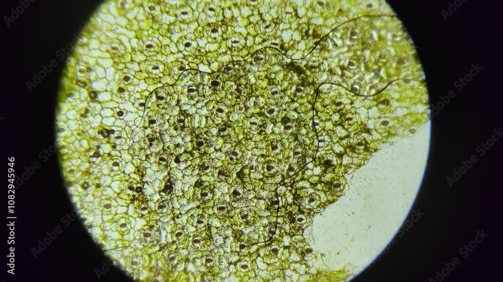 Green Plant Cells Under Microscope. Chloroplasts in Plant Cells ...