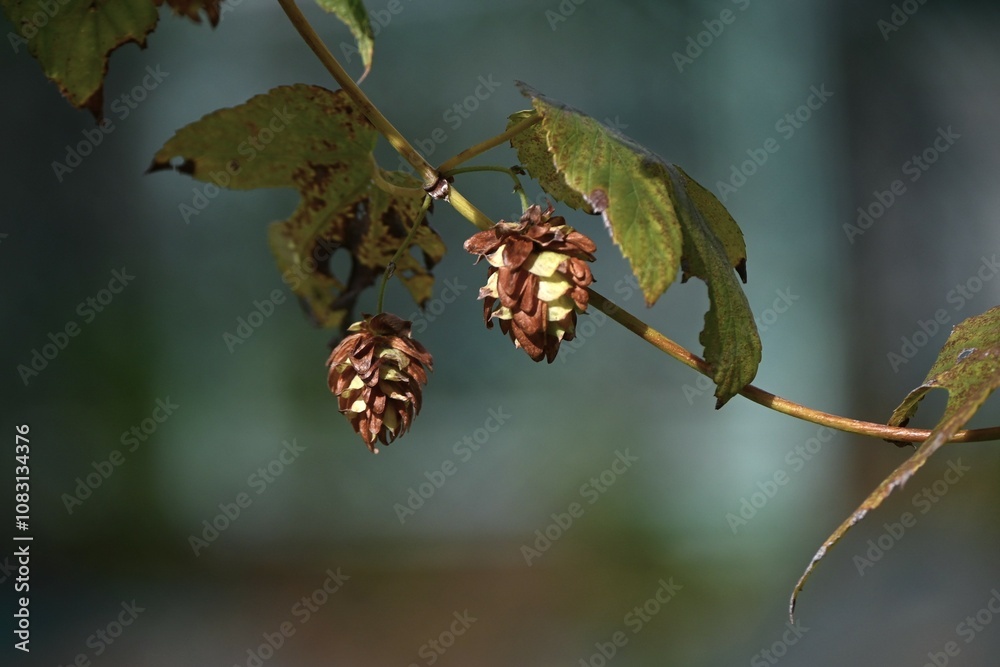 Hop cone. Dioecious Cannabaceae perennial vine. Used in beer brewing to ...