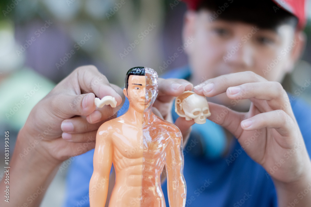 Foto de Asian schoolboys are holding mini plastic model of internal ...