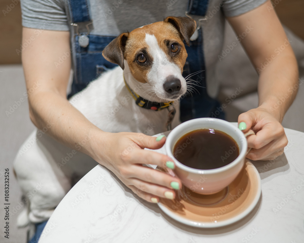 Jack Russell sits on the lap of the hostess in a cafe. Woman drinking ...