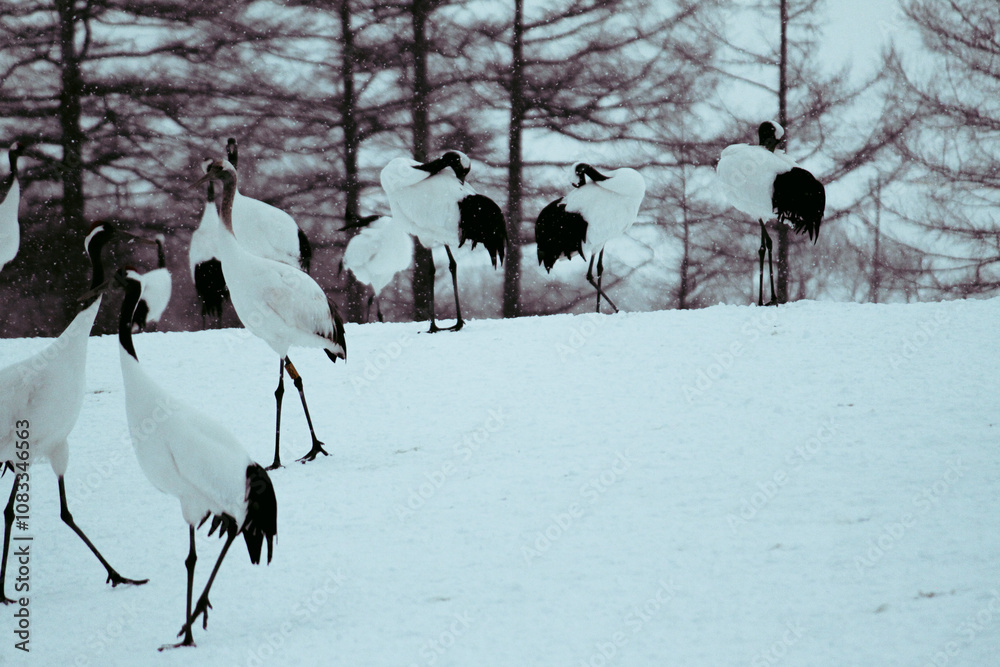 Red crowned cranes dancing, in Japan Red-crowned crane in turui-mura ...