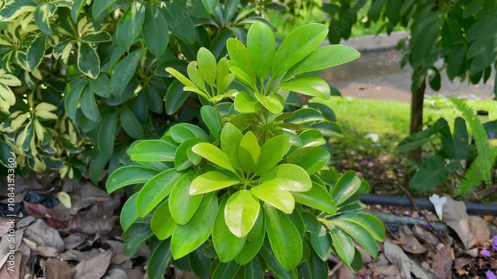 Schefflera arboricola (wali songo) with natural background. This plant ...