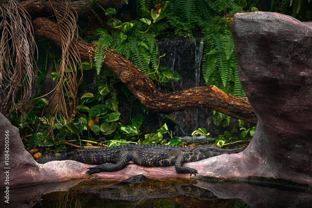 West African slender-snouted crocodile, Mecistops cataphractus, big ...
