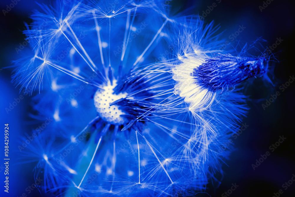 blue dandelion, screensaver wallpaper. dandelion, aerial plant. macro photography. plant close ...
