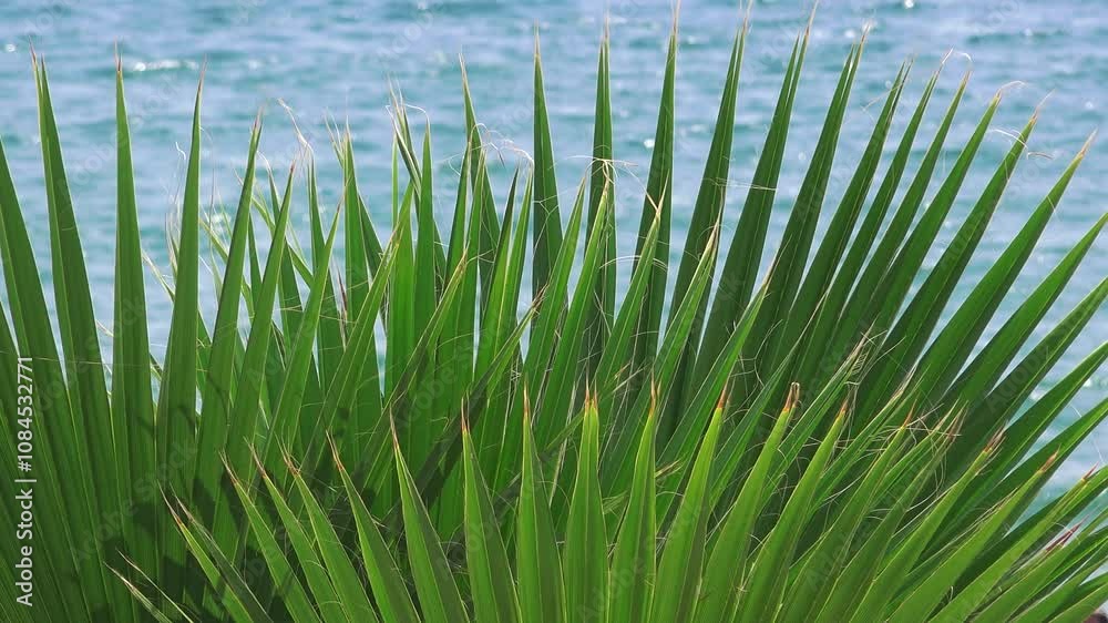 Washingtonia robusta, also known as the Mexican fan palm or skyduster ...